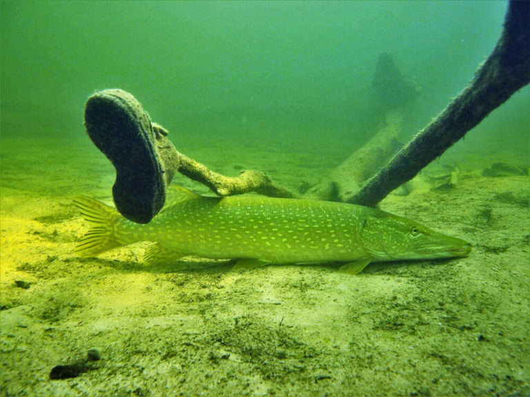 DIE TRAUN | Flusstauchbasis Magic-Dive